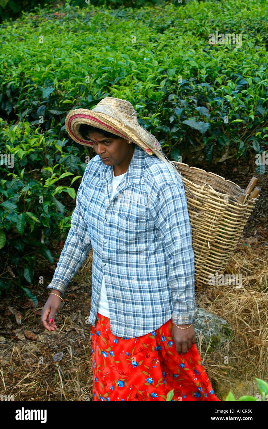 Woman tea picker with traditional basket and shears Cameron Highlands ...