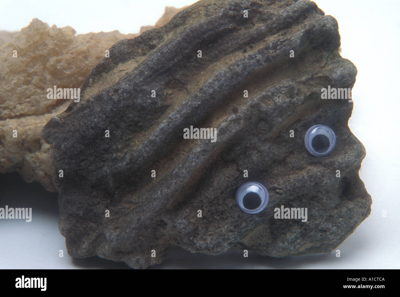 Rock forehead hi-res stock photography and images - Alamy