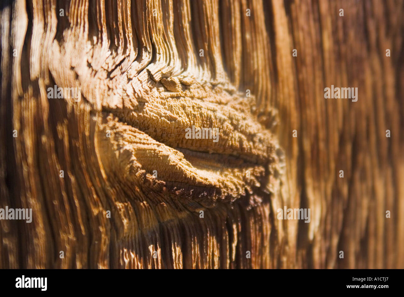 Detail in weathered wood that resemle human lips Bodie State Park ghost ...