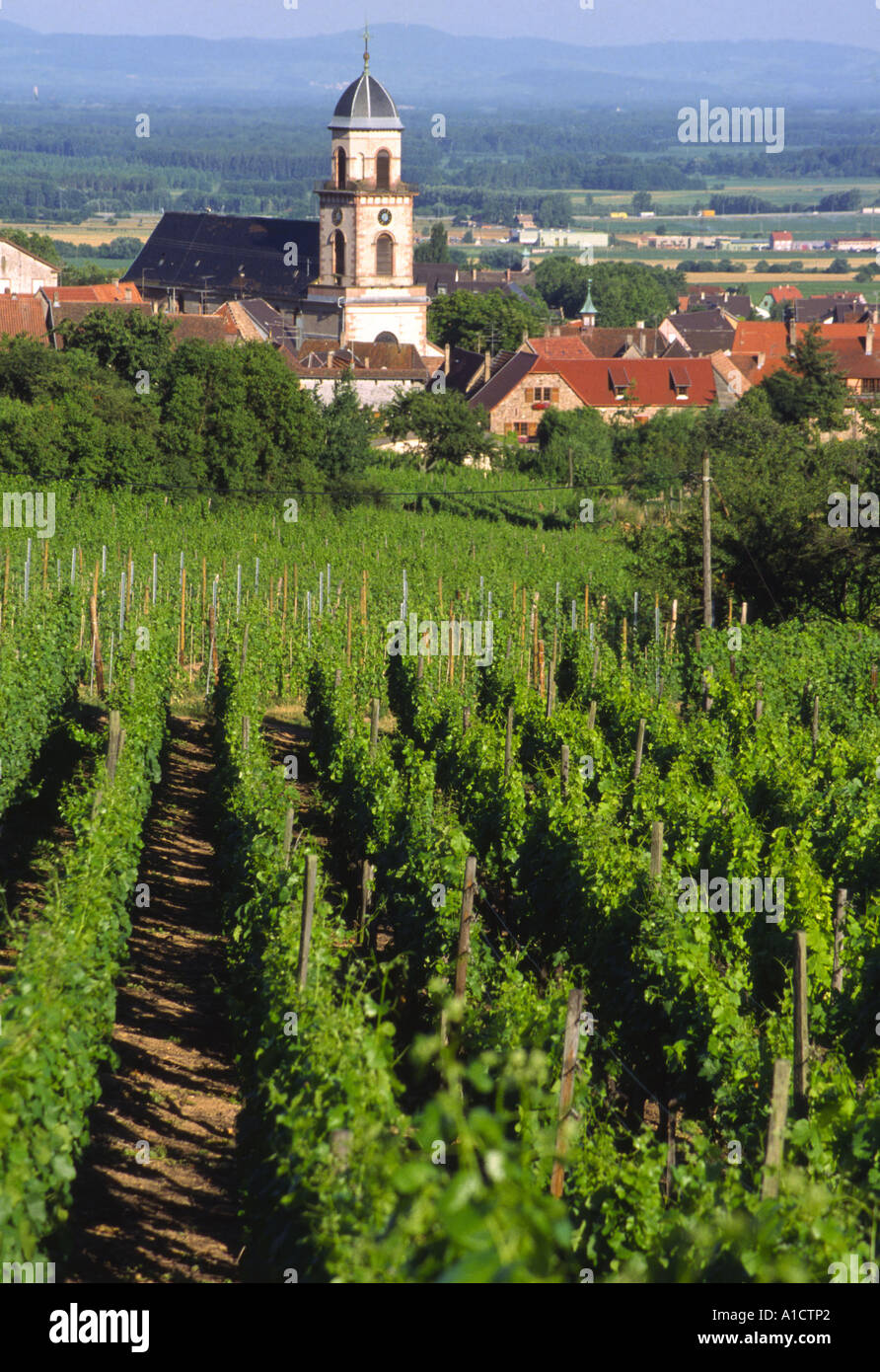 Europe France Rhin Haut Alsace St Hippolyte church and vinyard Stock ...