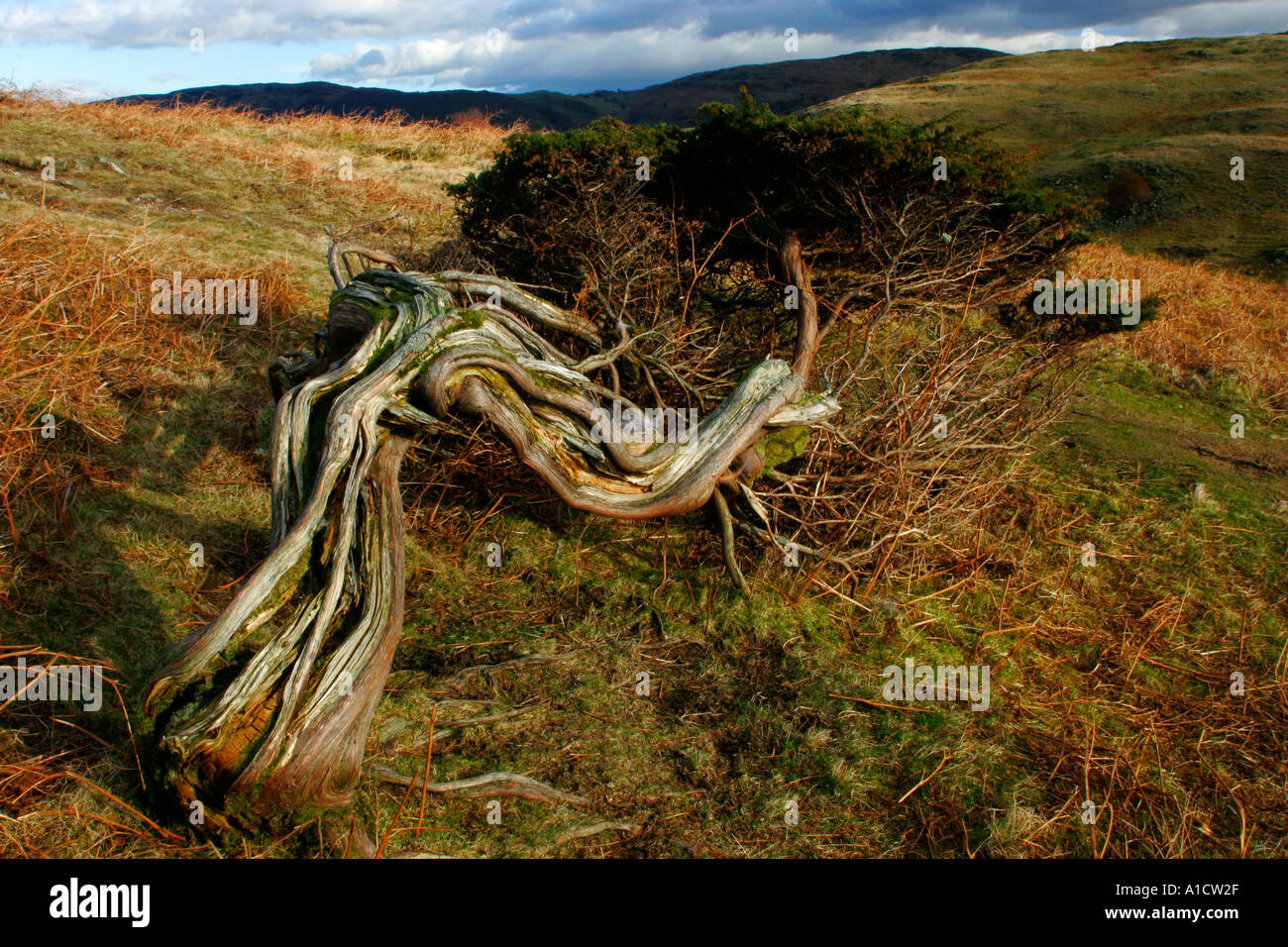 ENGLAND Cumbria Lake District National Park A dead tree on the remote ...