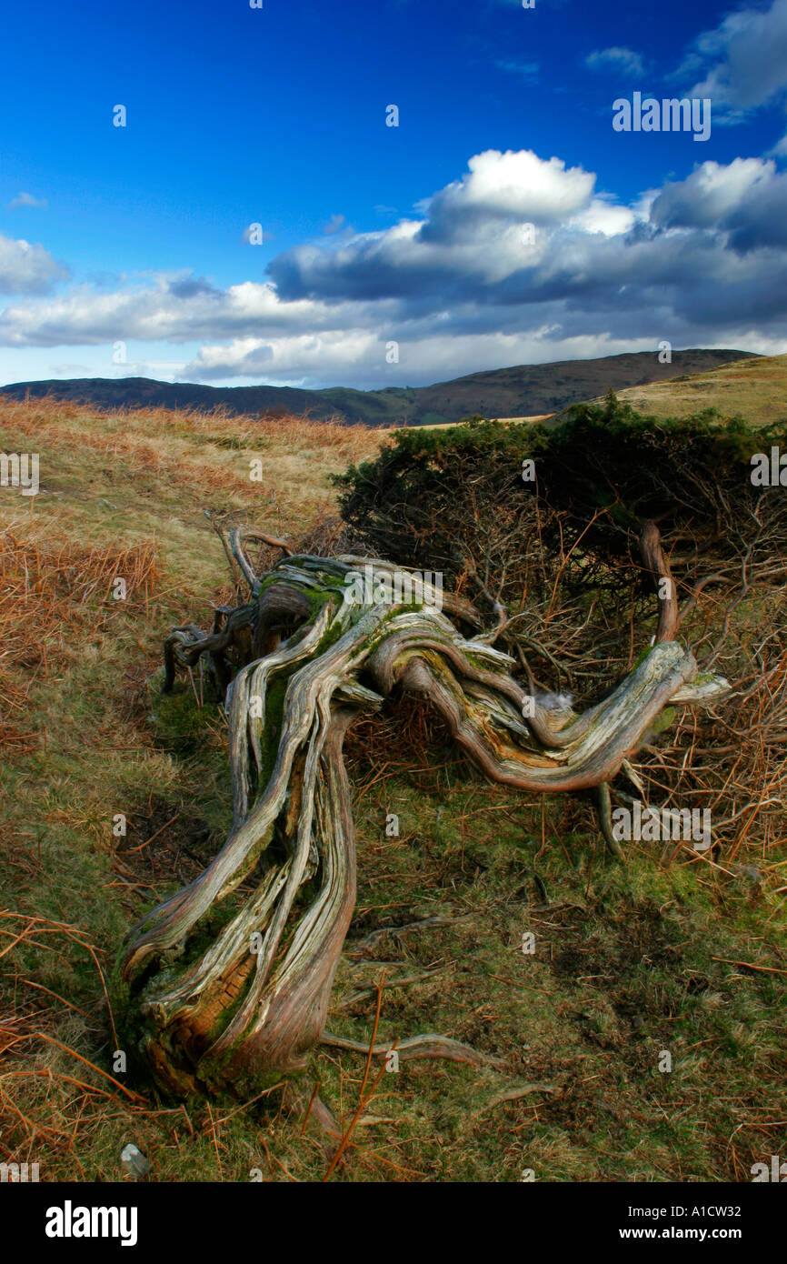 ENGLAND Cumbria Lake District National Park A dead tree on the remote ...