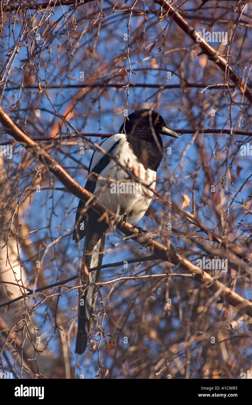 Magpie observing surroundings from its nesting tree Stock Photo - Alamy