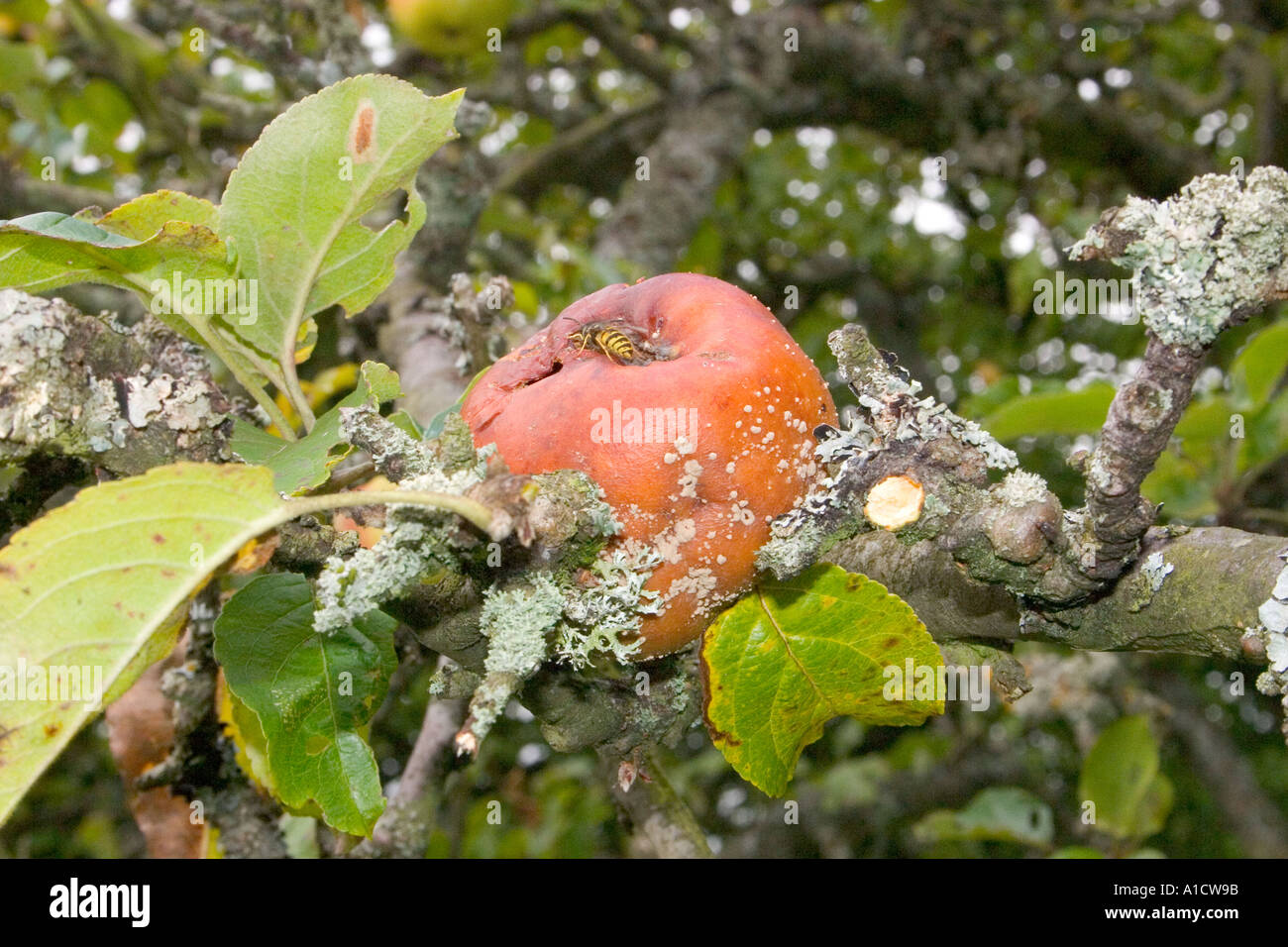 Wasp on rotting apple in a tree Stock Photo - Alamy