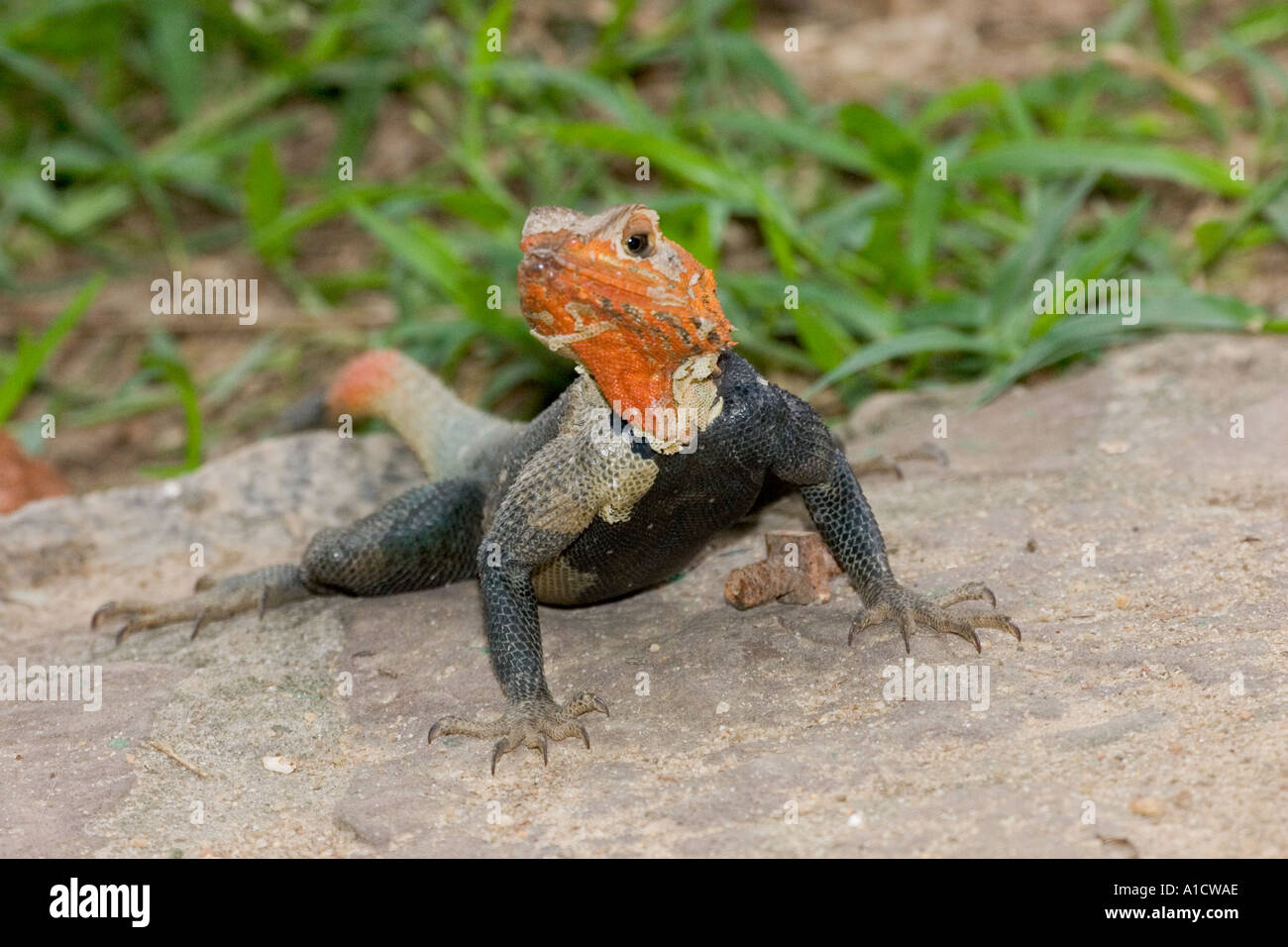 Shedding its old skin hi-res stock photography and images - Alamy