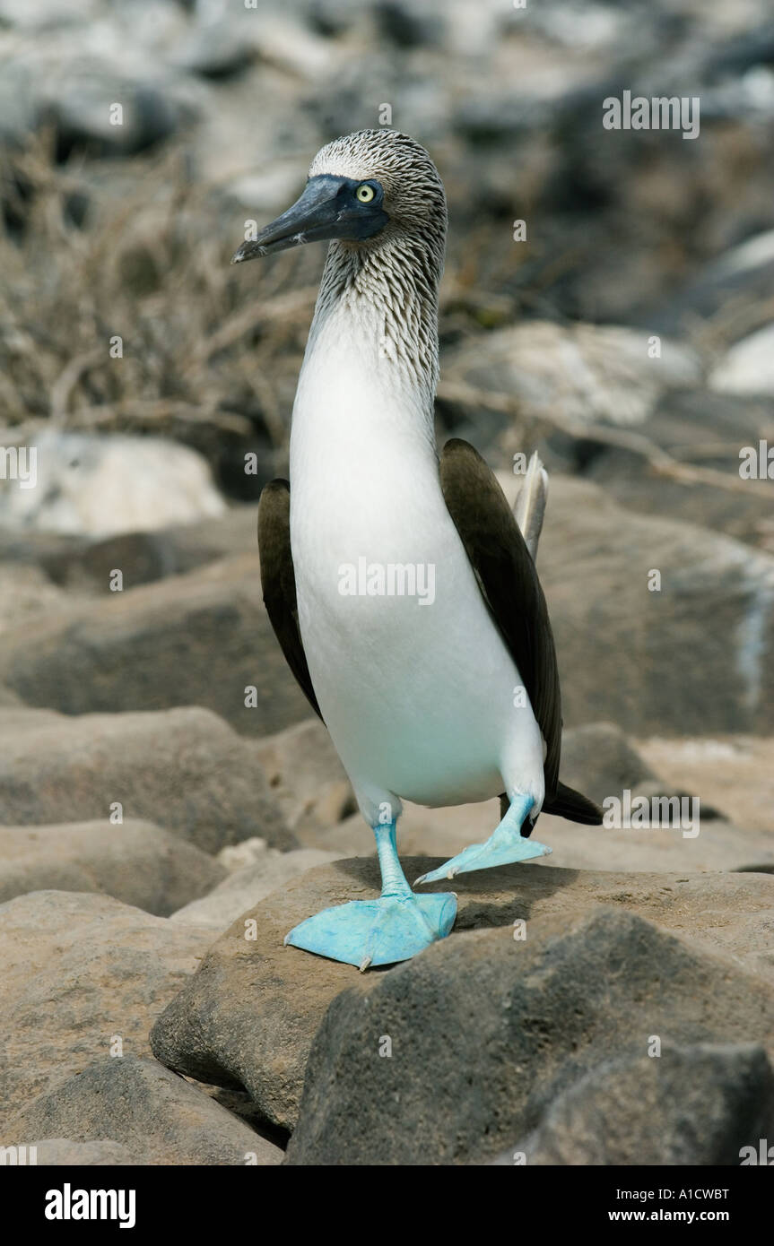 Blue-footed Booby (Sula nebouxii) Displaying, Galapagos Islands ECUADOR ...