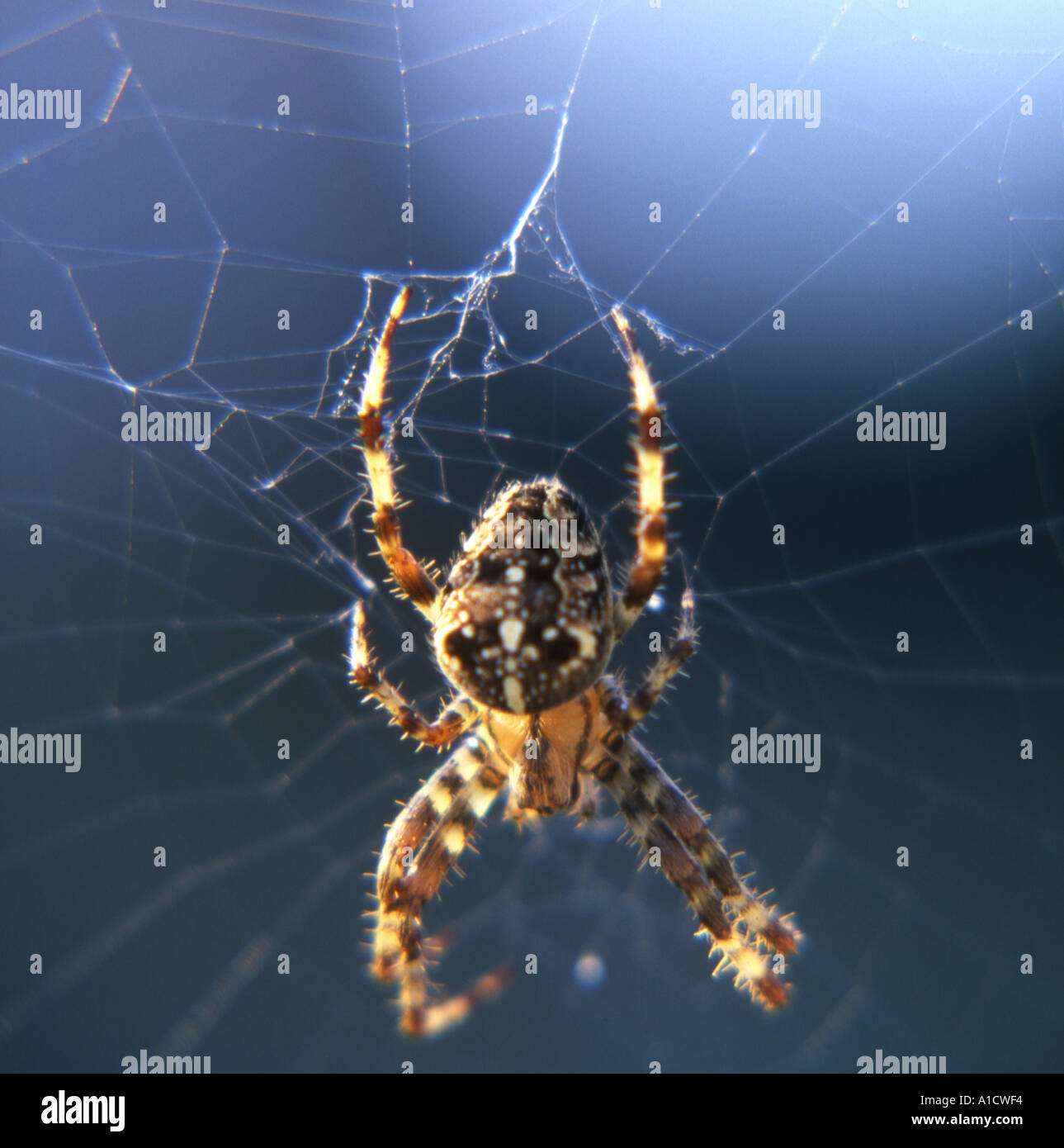 Arachnoed hi-res stock photography and images - Alamy