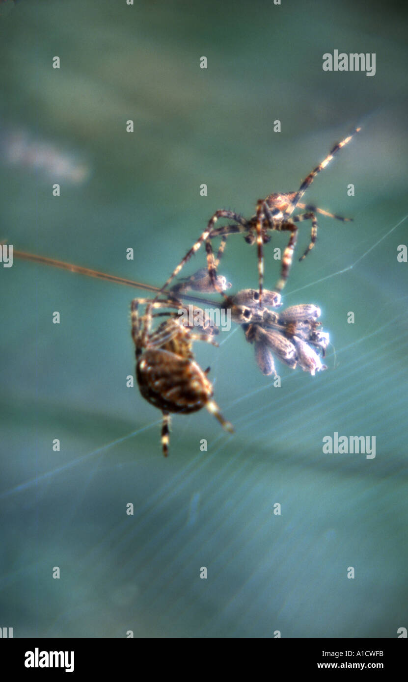 male and female araneus diadematus spiders no 1913 Stock Photo - Alamy