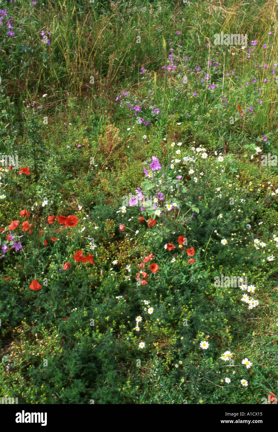 Hedgerow wildlife hi-res stock photography and images - Alamy