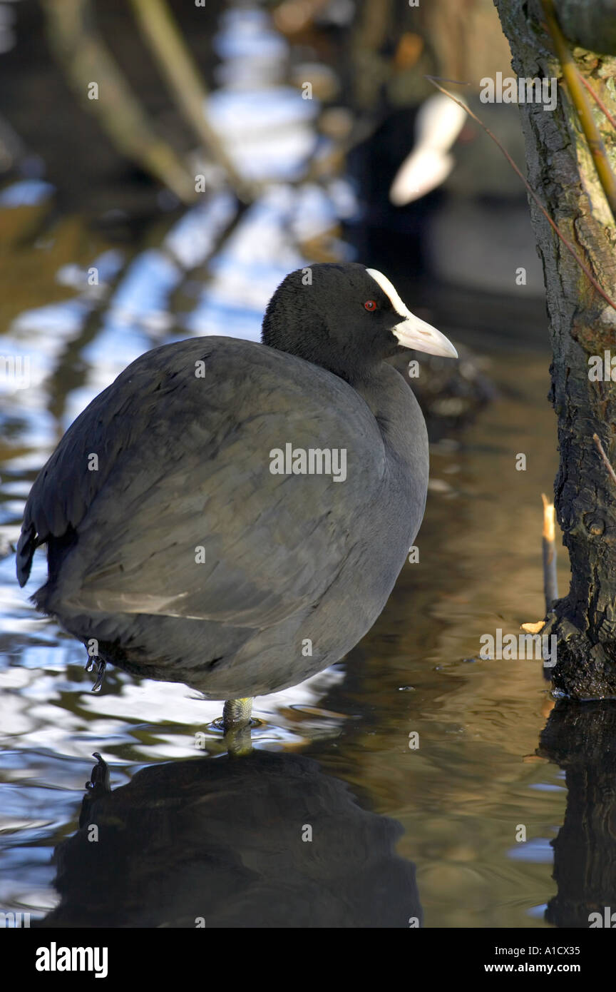 Common Coot, Fulica atra Stock Photo - Alamy