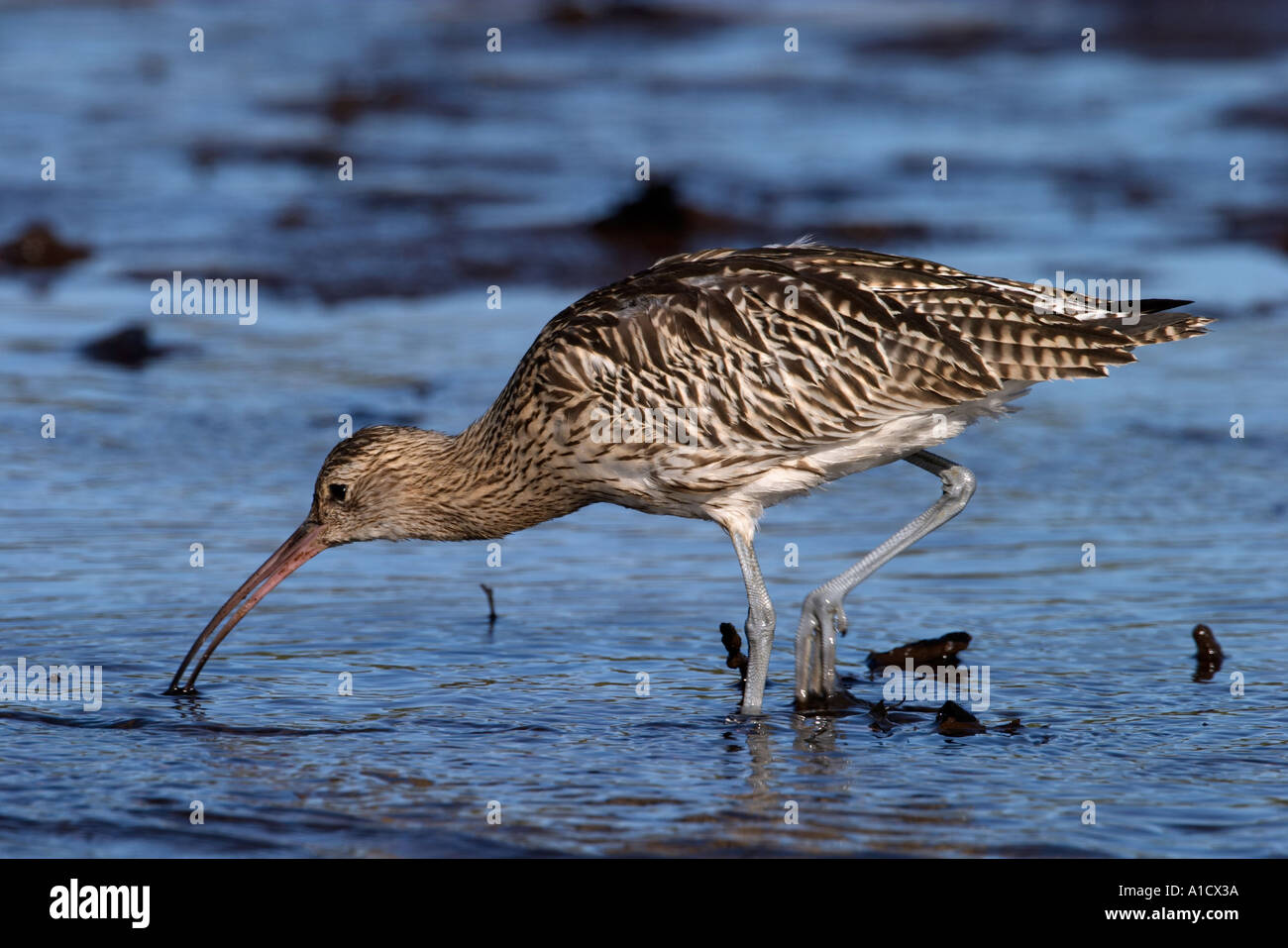 Eurasian Curlew Numenius arquata Stock Photo - Alamy