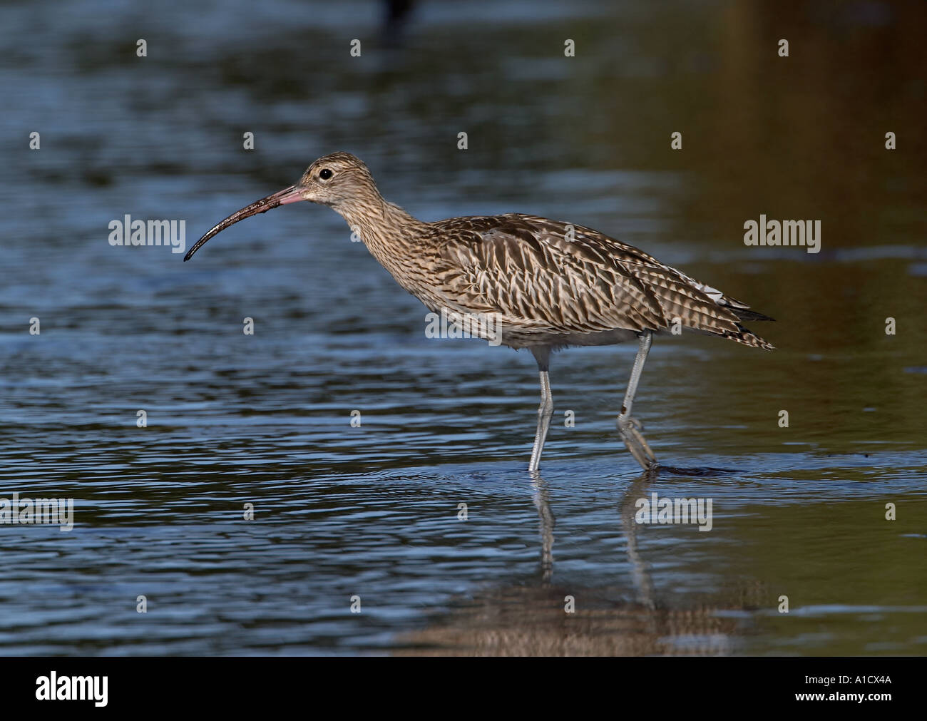 Eurasian curlew numenius arquata hi-res stock photography and images ...