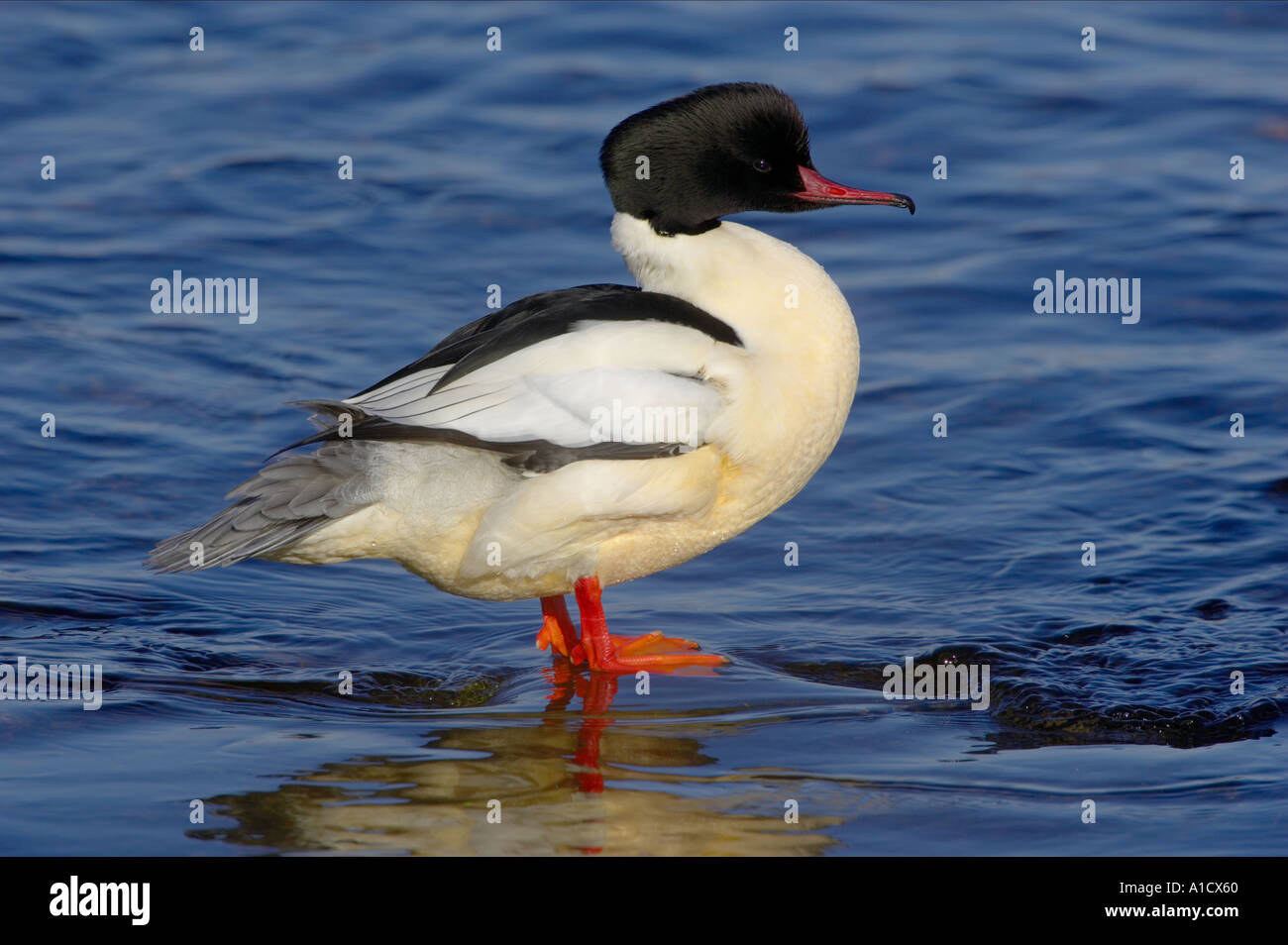 Goosander duck hi-res stock photography and images - Alamy