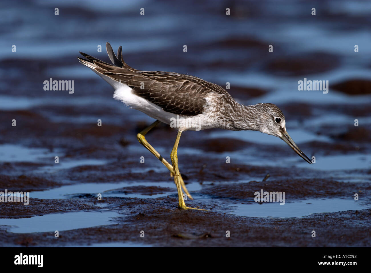 Common Greenshank, Tringa nebularia Stock Photo - Alamy