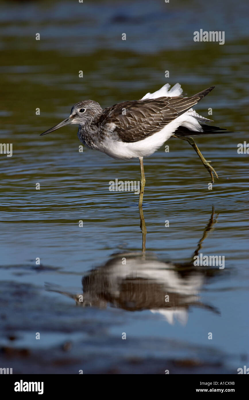 Common Greenshank, Tringa nebularia Stock Photo - Alamy