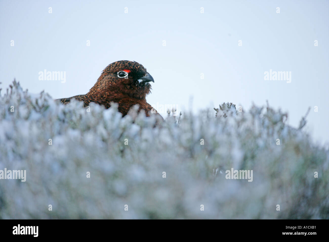 RED GROUSE Lagopus lagopus scoticus Stock Photo - Alamy