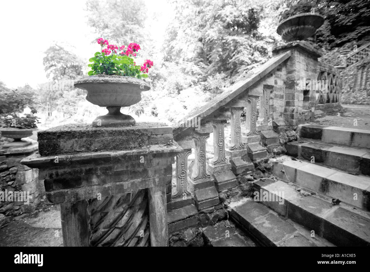 Flowers and Steps Stock Photo - Alamy
