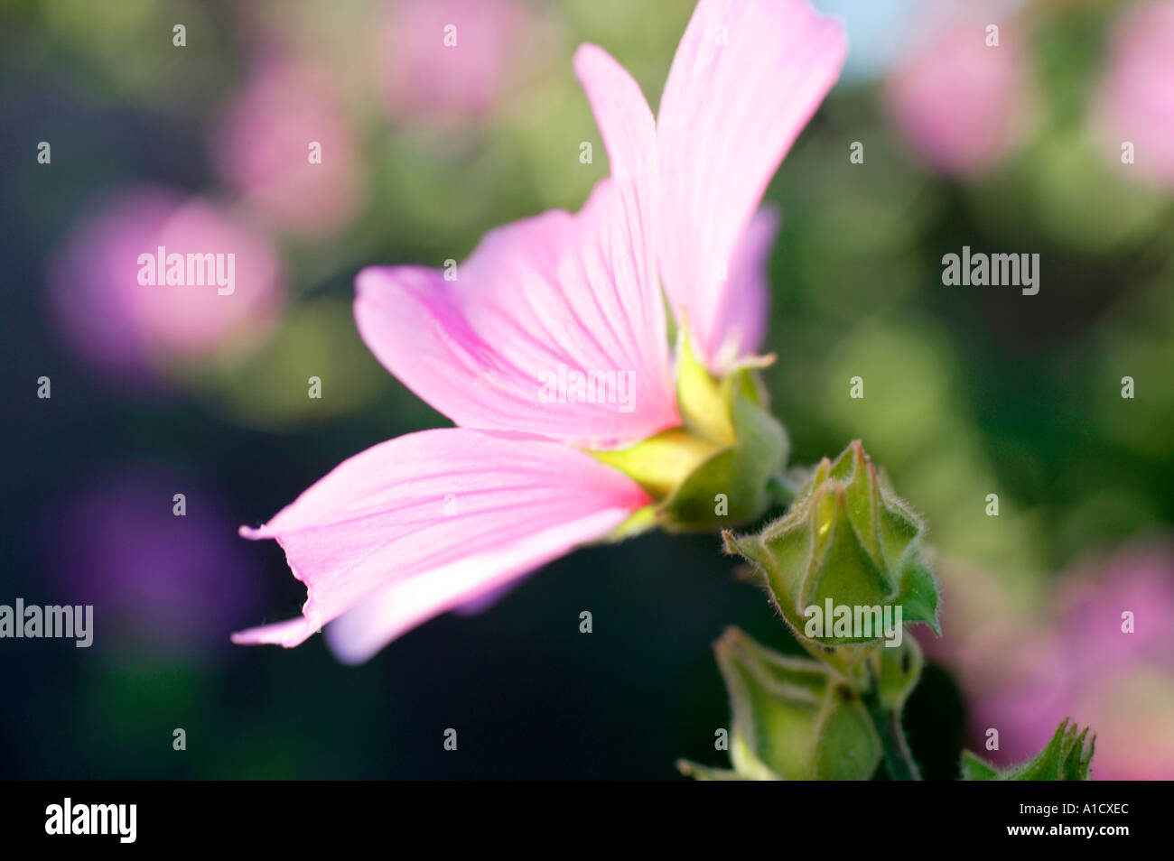 Tree Mallow Lavatera olba Rosea Stock Photo - Alamy