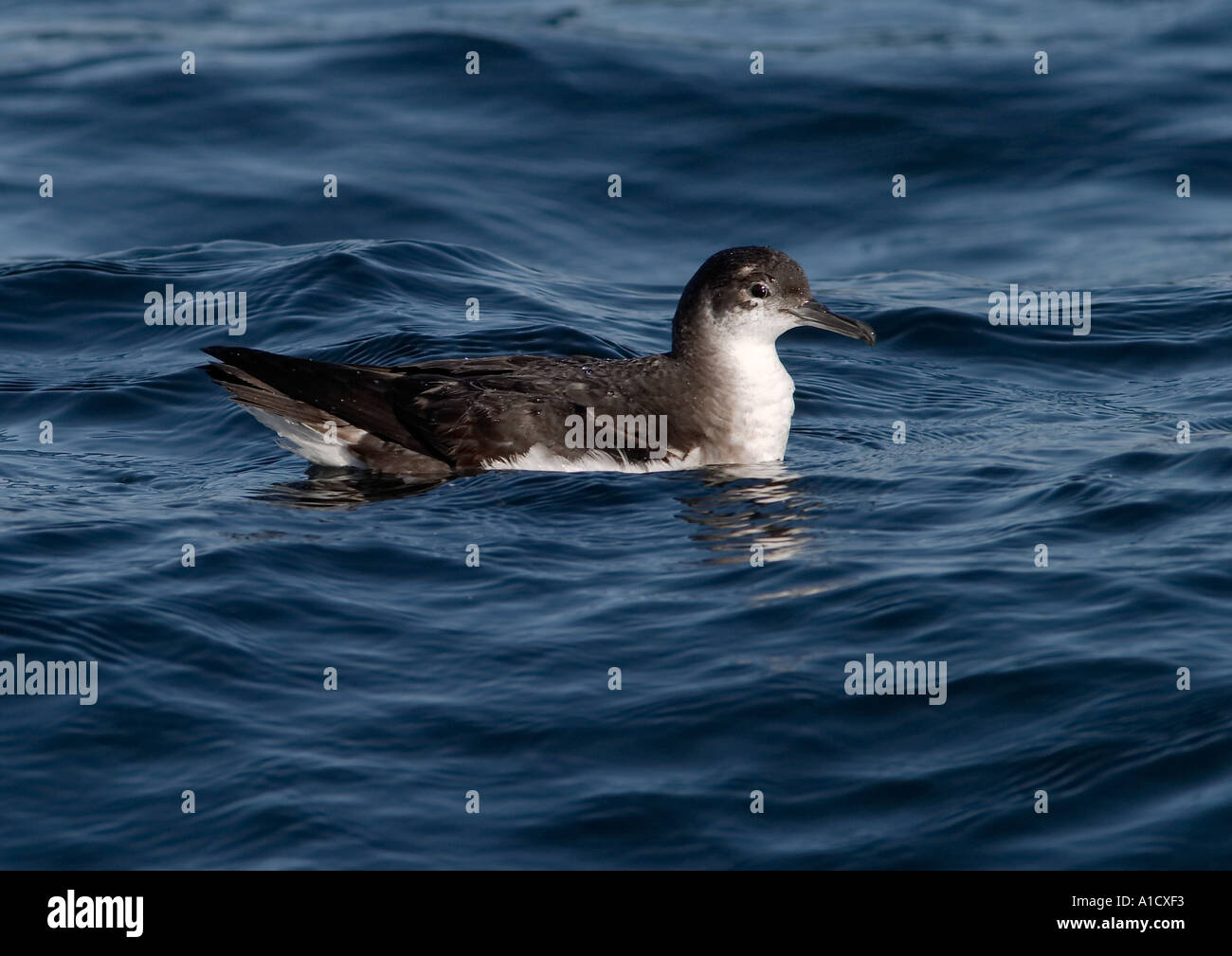 Puffinus puffinus rum hi-res stock photography and images - Alamy
