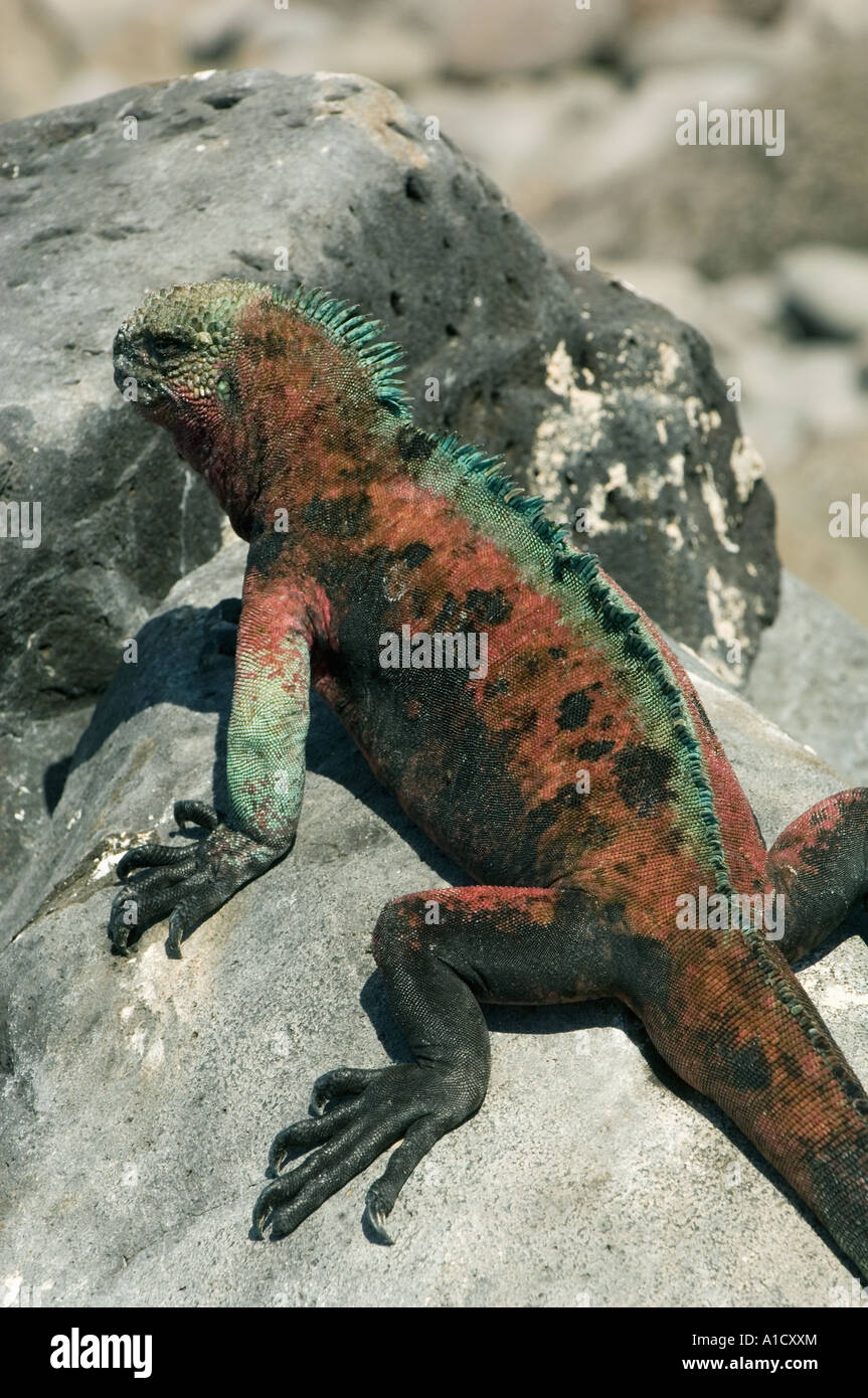 Aquatic lizards hi-res stock photography and images - Alamy