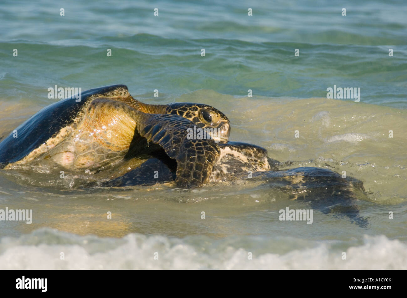 Green Sea Turtles mating in surf (Chelonia mydas) Floreana Island ...