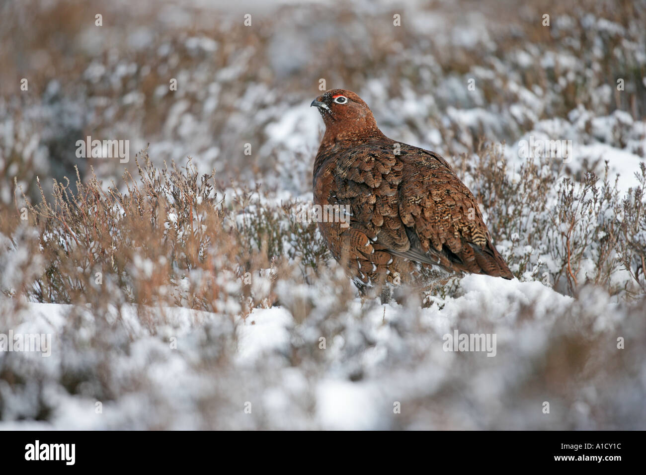 Yorkshire wildlife snow hi-res stock photography and images - Alamy