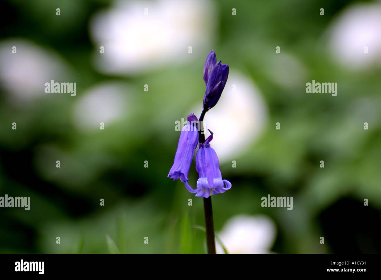 Single bluebell stalk Stock Photo - Alamy
