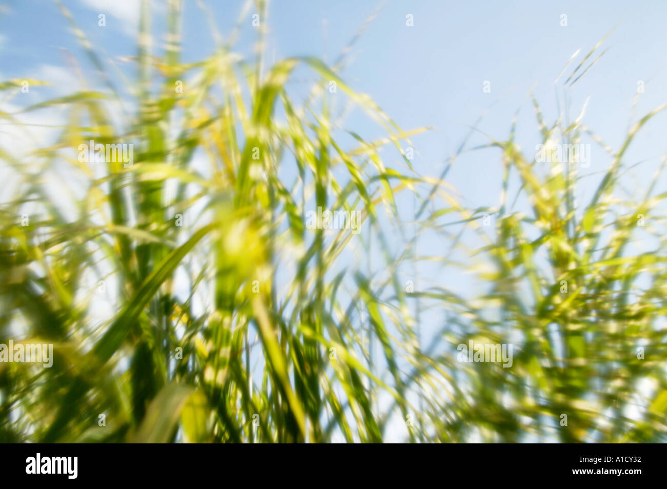 Zebra grass miscanthus sinensis zebrinus hi-res stock photography and ...