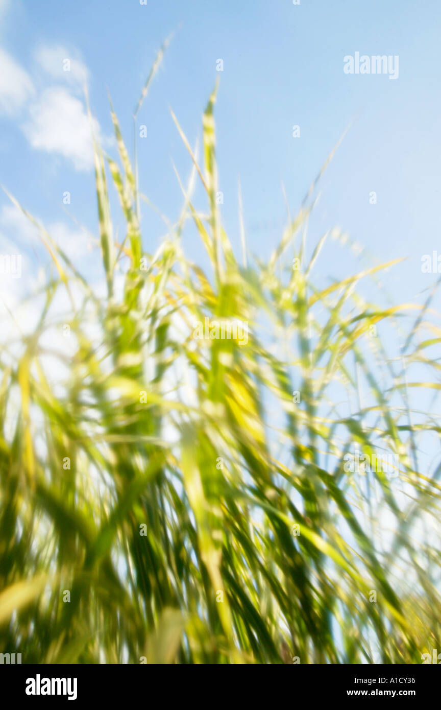 Miscanthus Sinensis Zebrinus Zebra Grass in July Stock Photo - Alamy