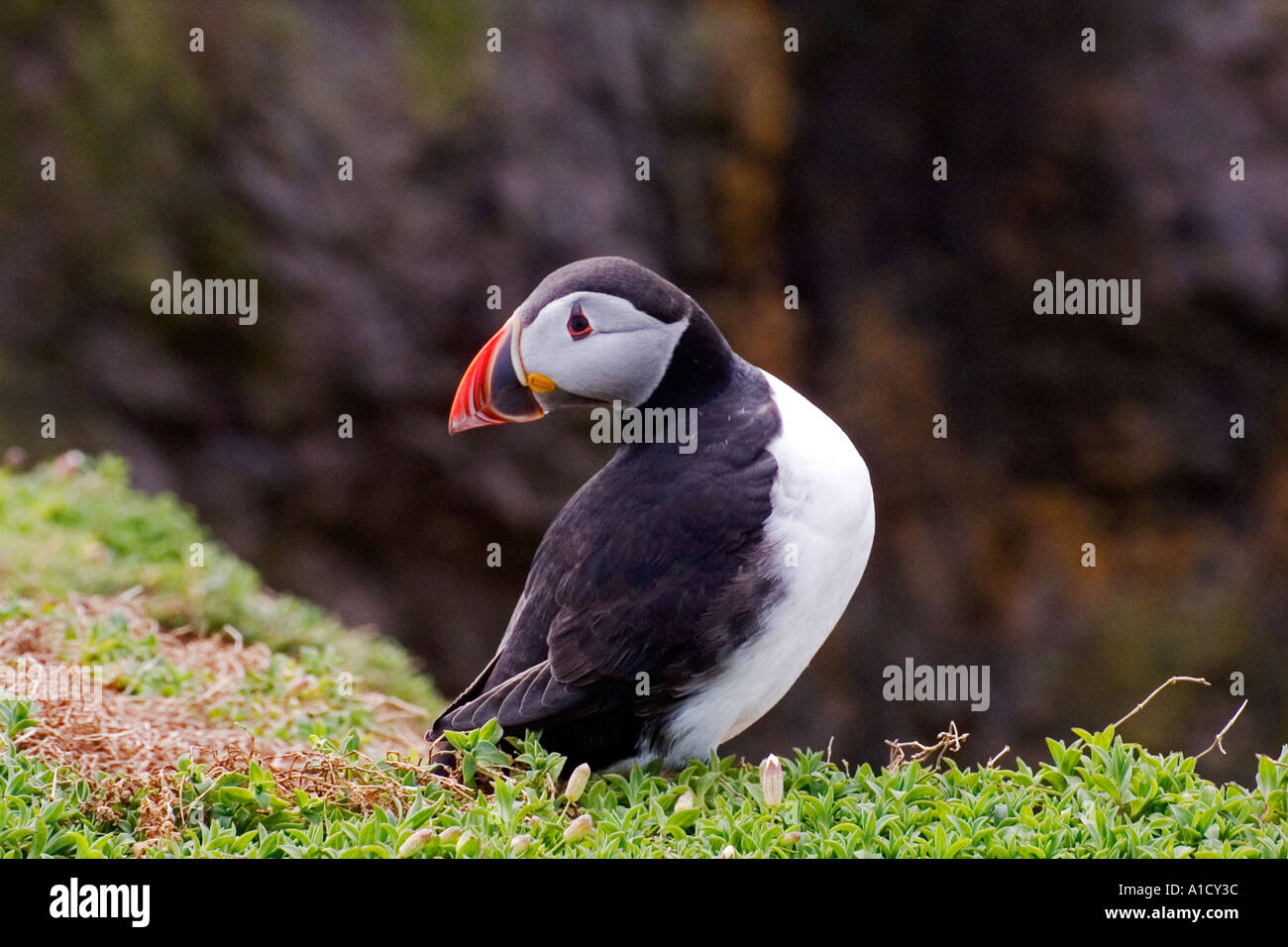 Puffin at entrance to nest burrow Stock Photo - Alamy