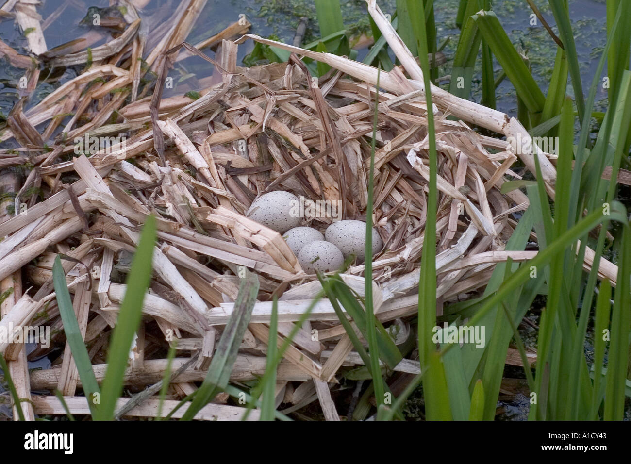 Coot s nest with eggs Stock Photo - Alamy
