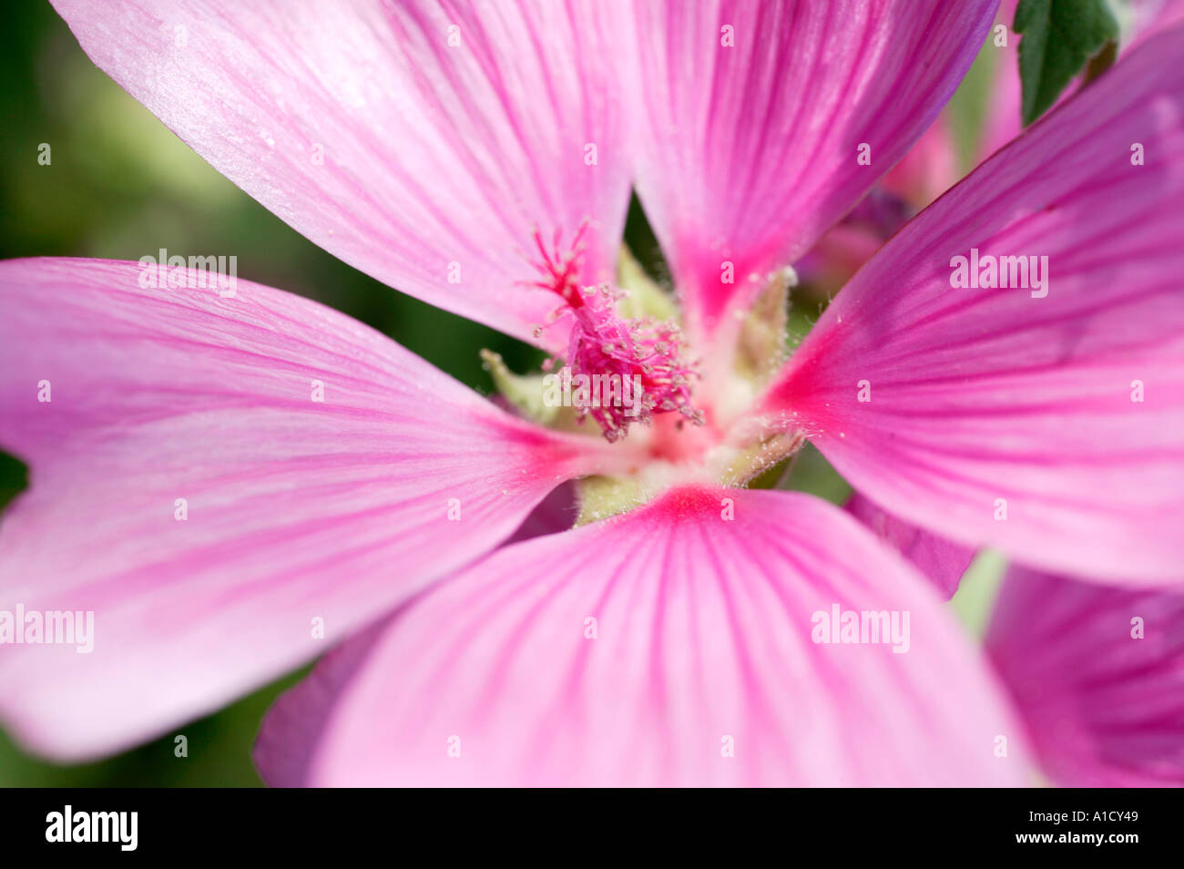 Tree Mallow Lavatera olba Rosea Stock Photo - Alamy