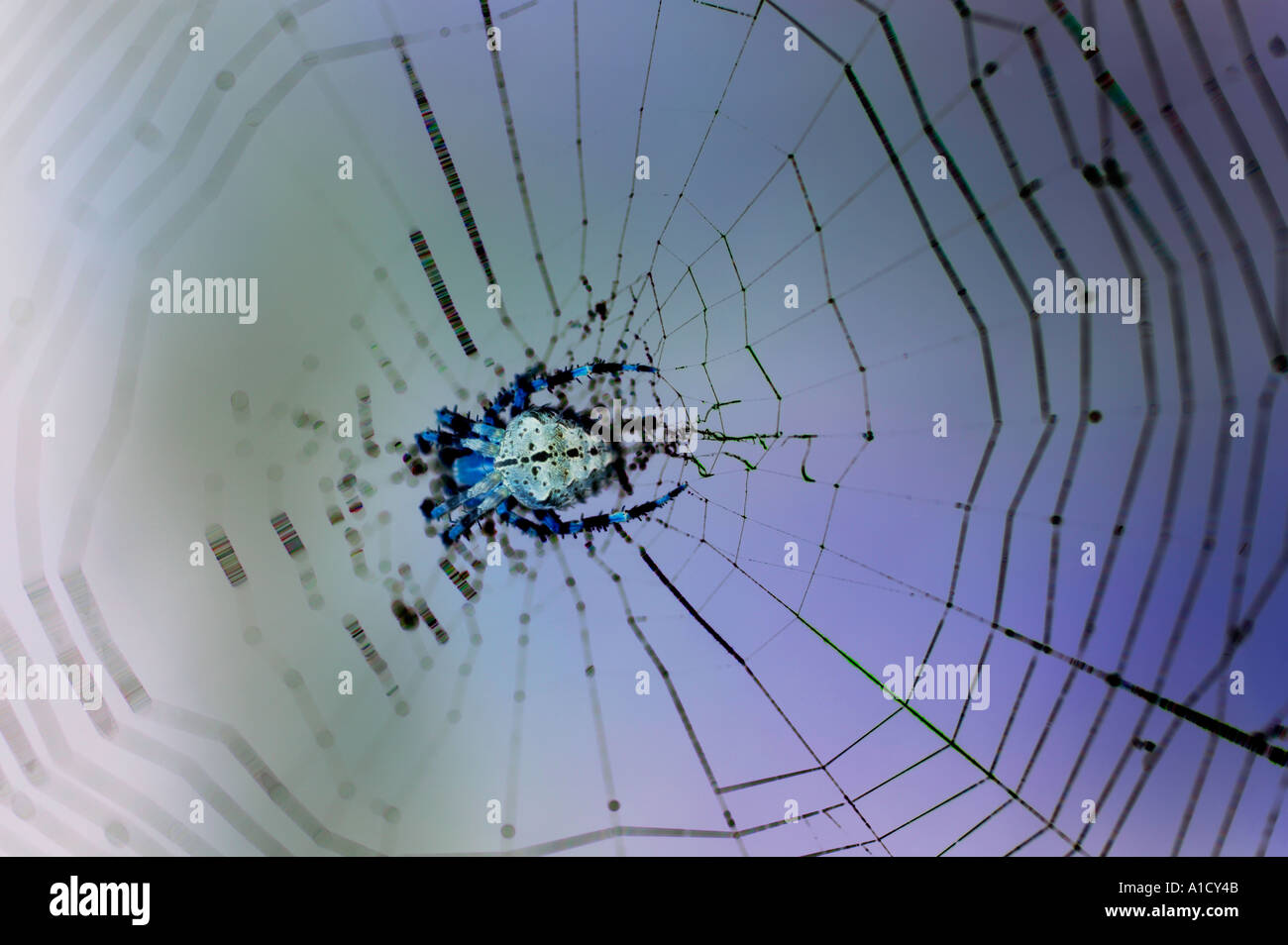 Spiders Web Closeup Inverted Stock Photo - Alamy