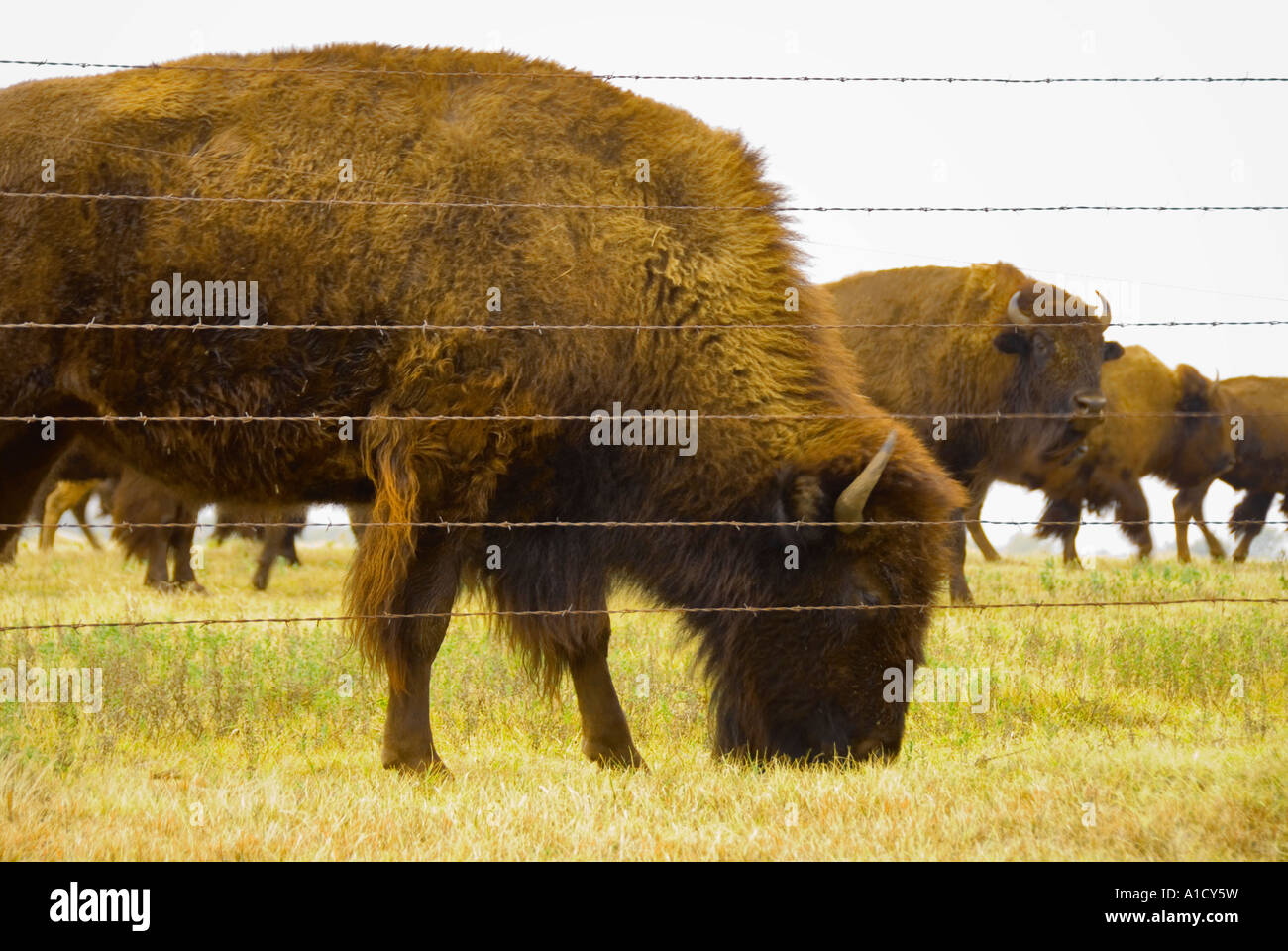 Bison ranch hi-res stock photography and images - Alamy