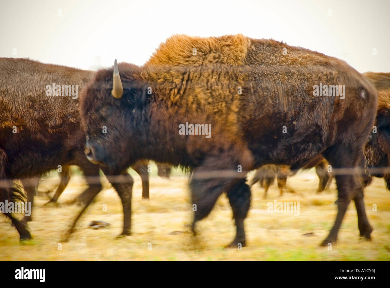 buffalo ranch 2 Stock Photo - Alamy