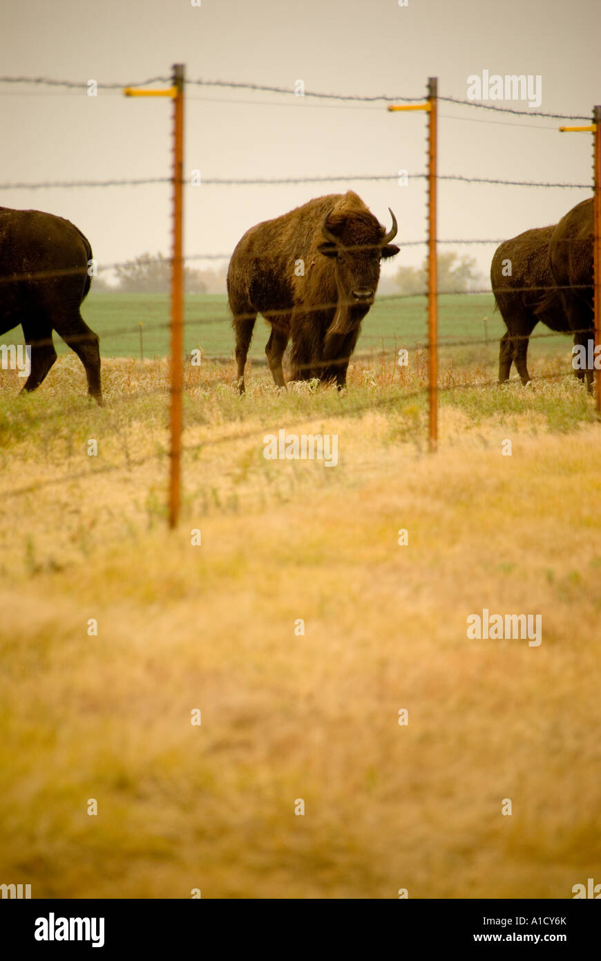 buffalo ranch in 2006 Stock Photo - Alamy