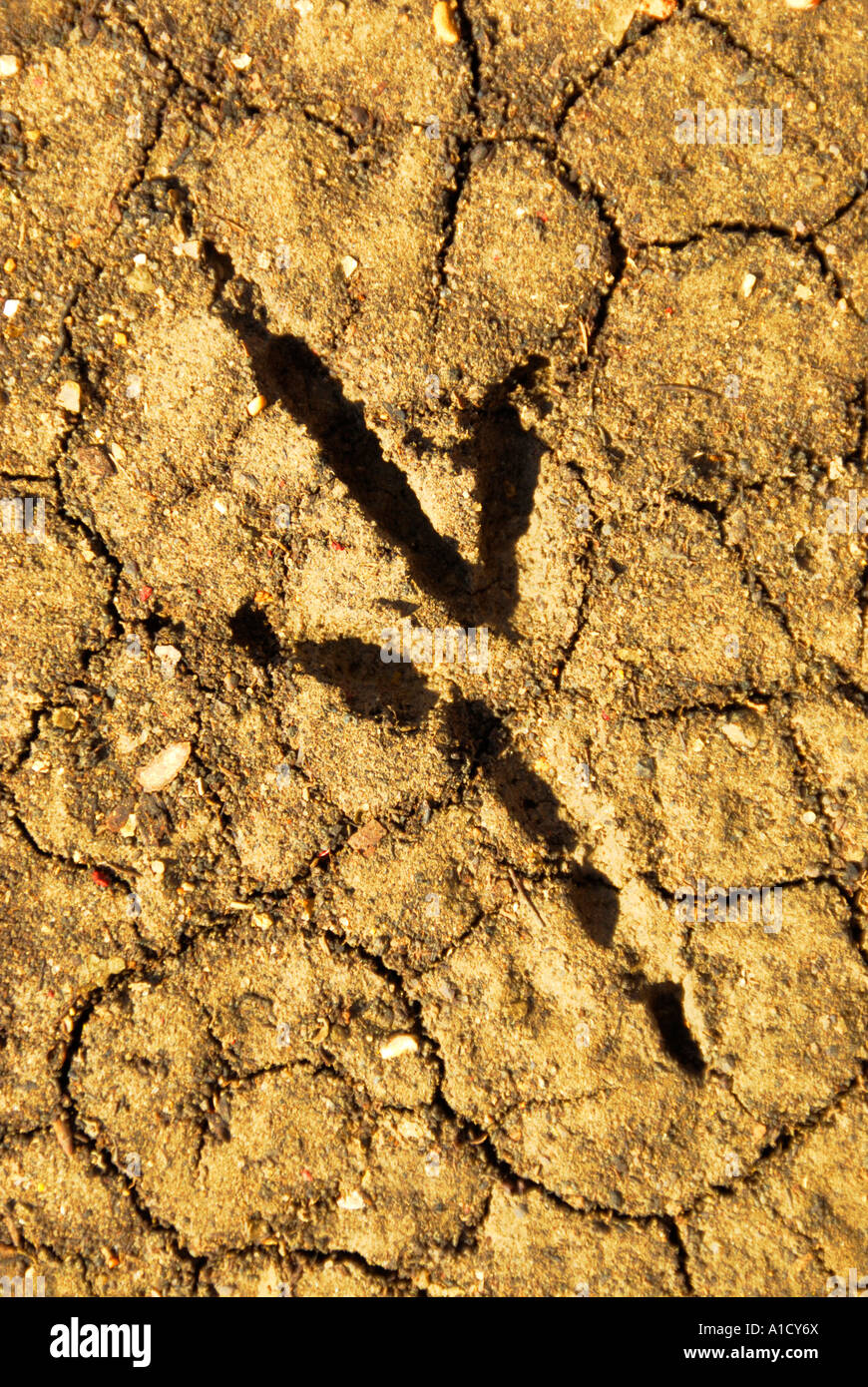 Chicken “Foot Print” Stock Photo - Alamy