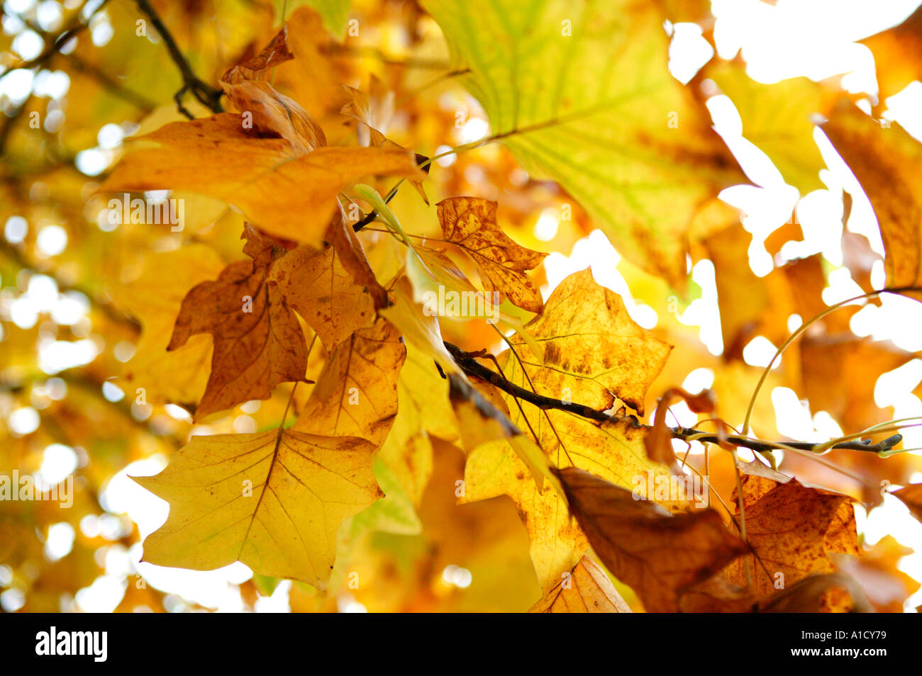 Dying sycamore tree hi-res stock photography and images - Alamy