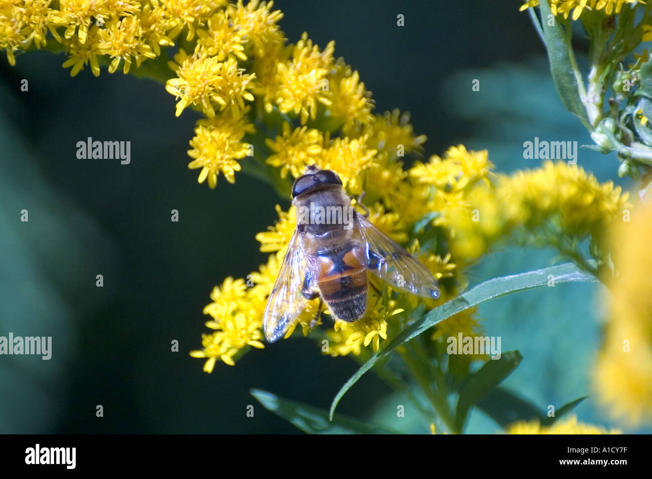Bee on flowers Stock Photo - Alamy