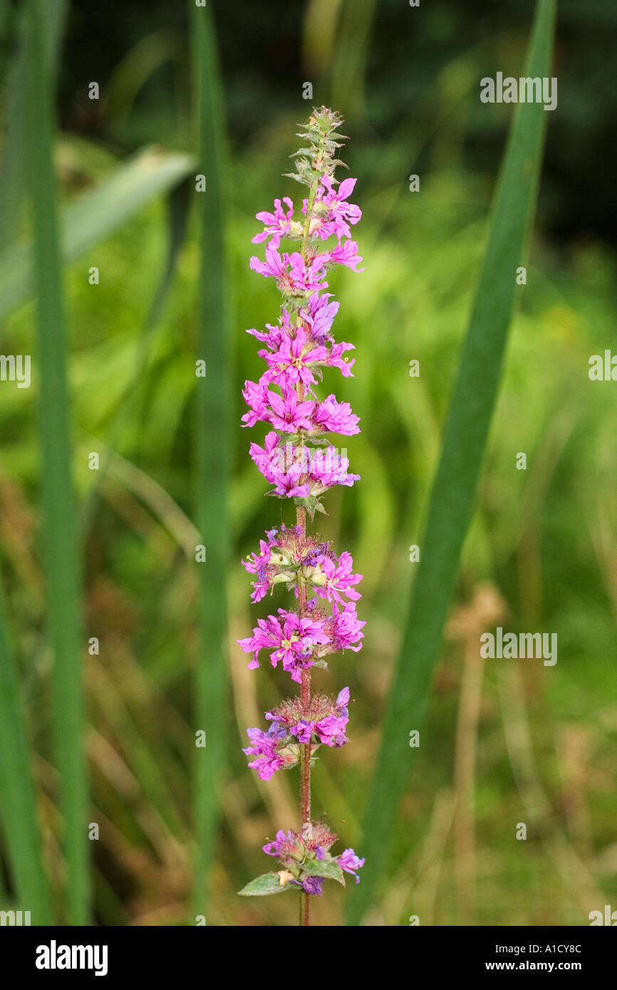 Spike plants hi-res stock photography and images - Alamy
