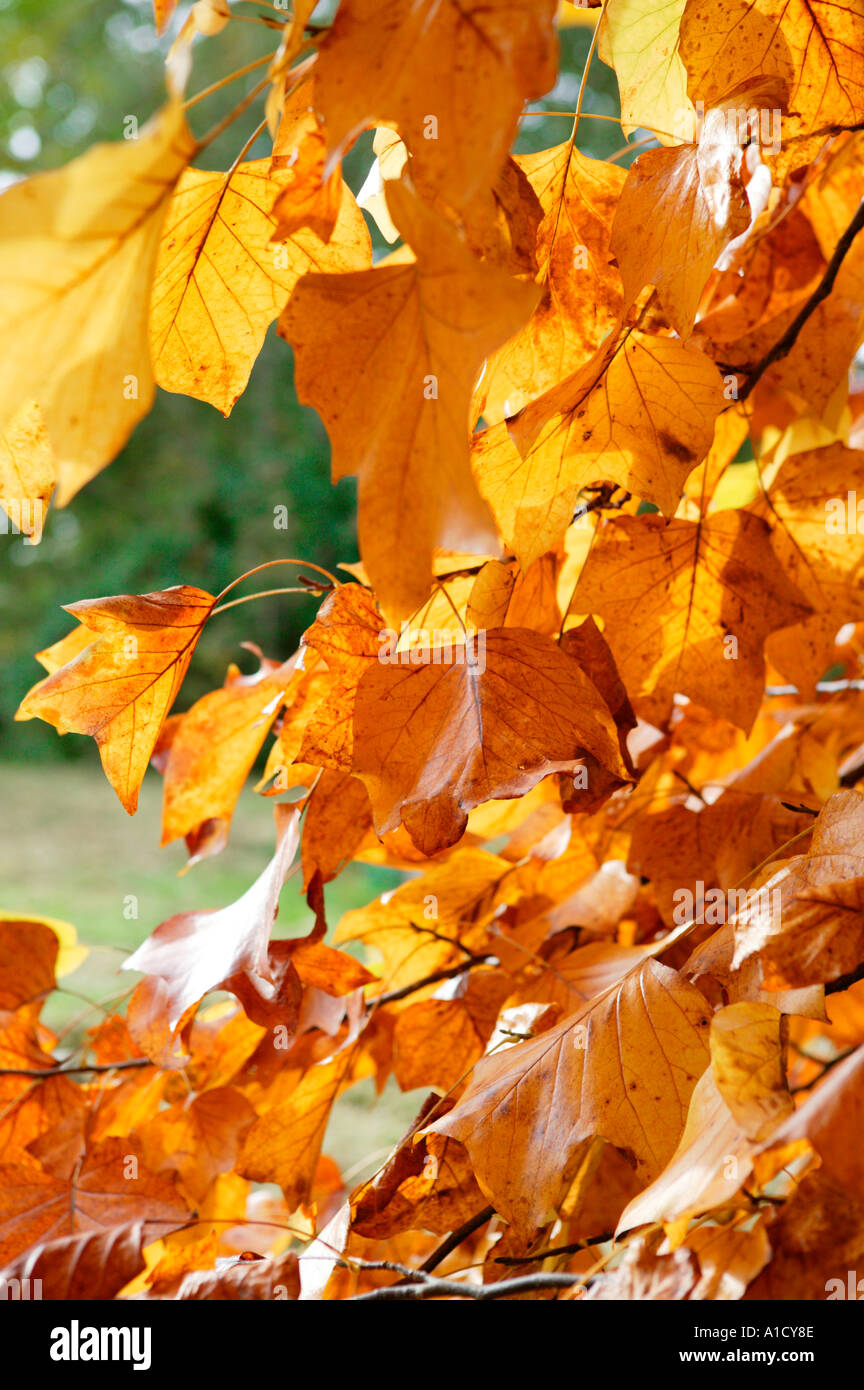 Dying sycamore tree hi-res stock photography and images - Alamy