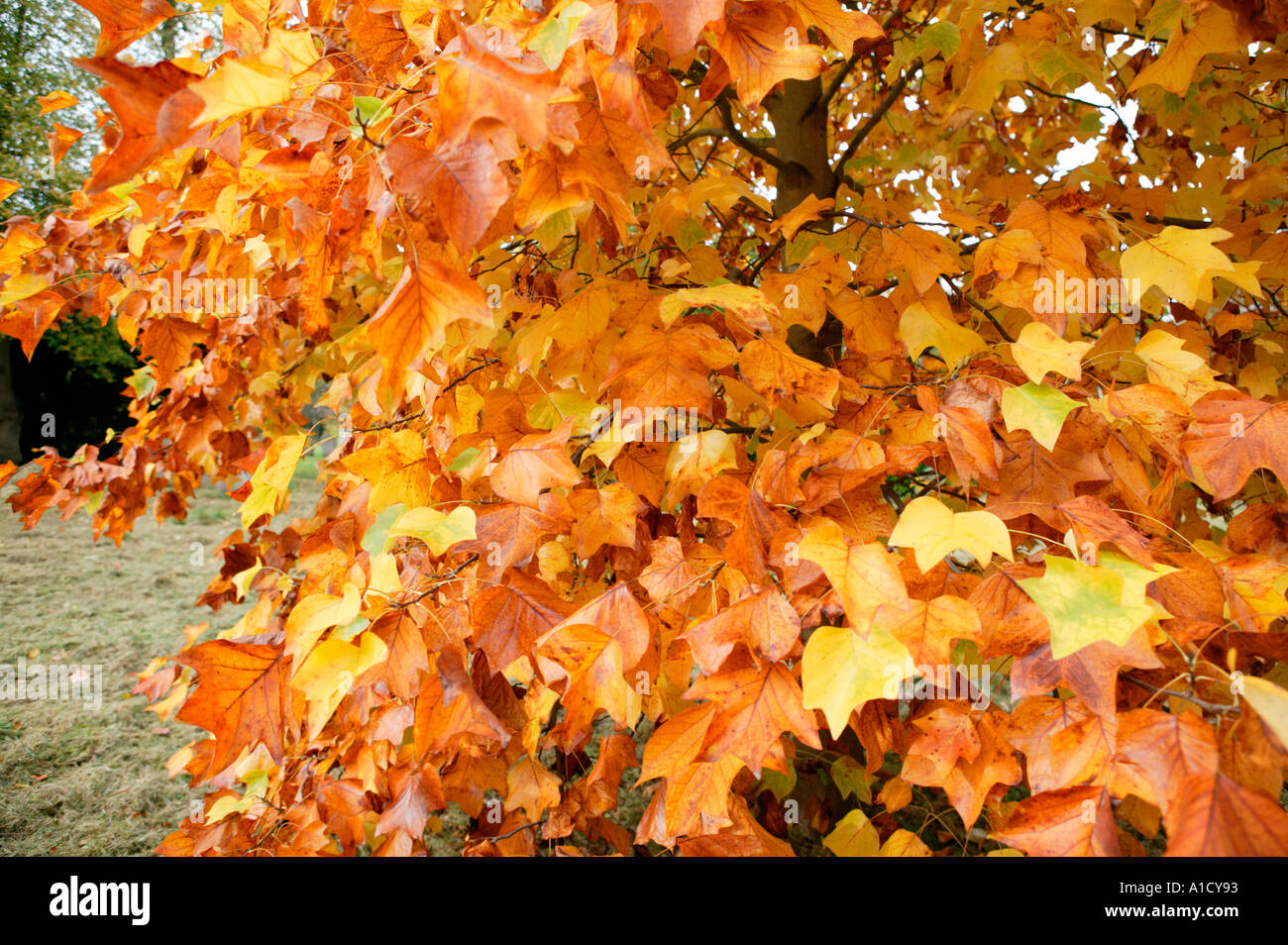 Dying sycamore tree hi-res stock photography and images - Alamy