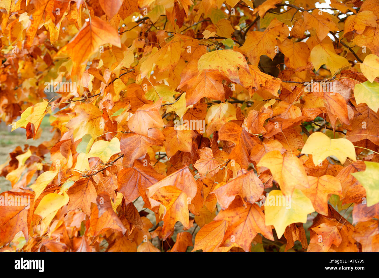 Dying sycamore tree hi-res stock photography and images - Alamy