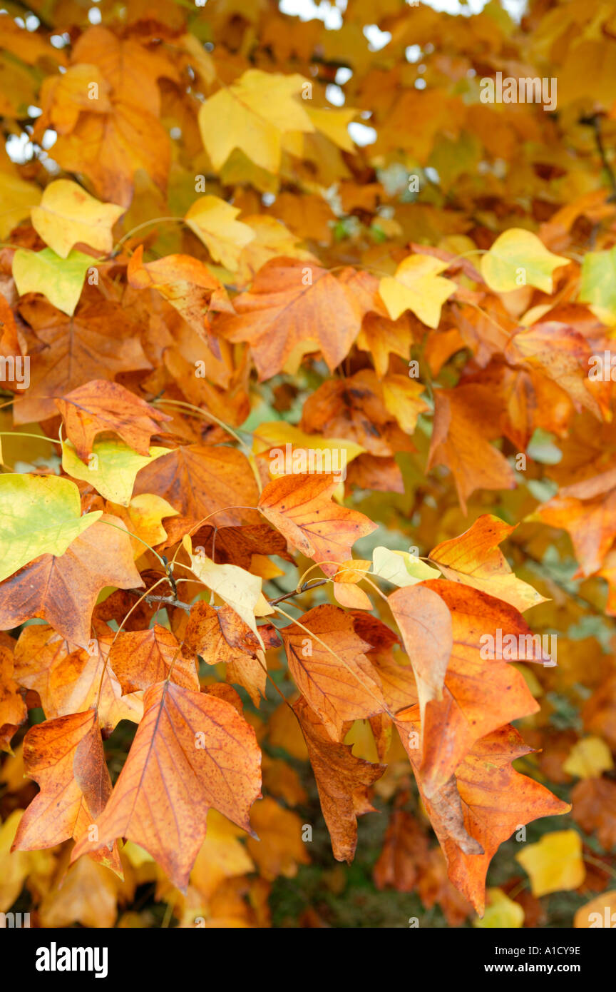 Dying sycamore tree hi-res stock photography and images - Alamy