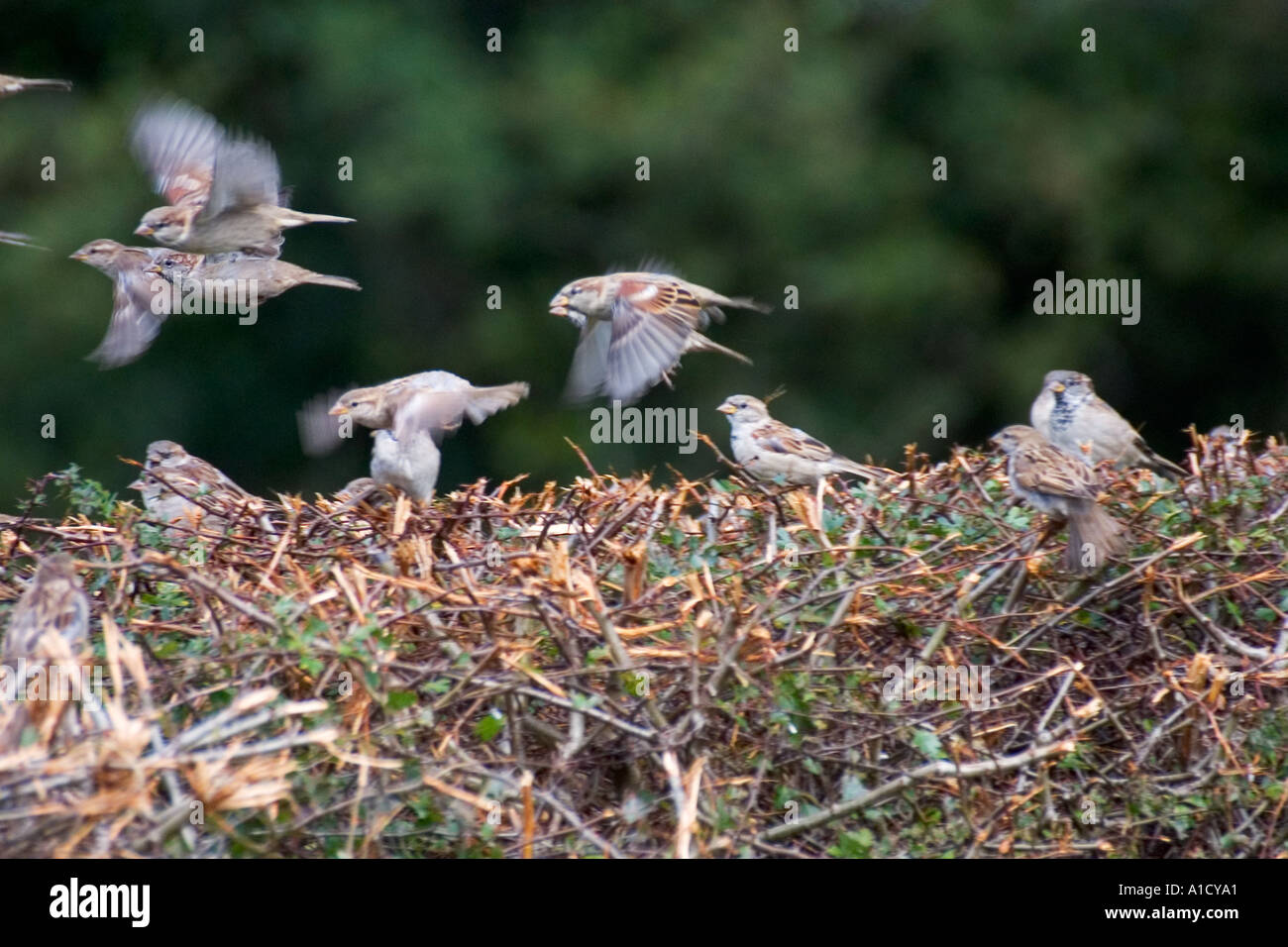 Flock of sparrows taking off from a hedge Stock Photo - Alamy