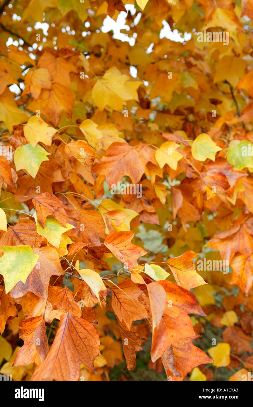 Dying sycamore tree hi-res stock photography and images - Alamy