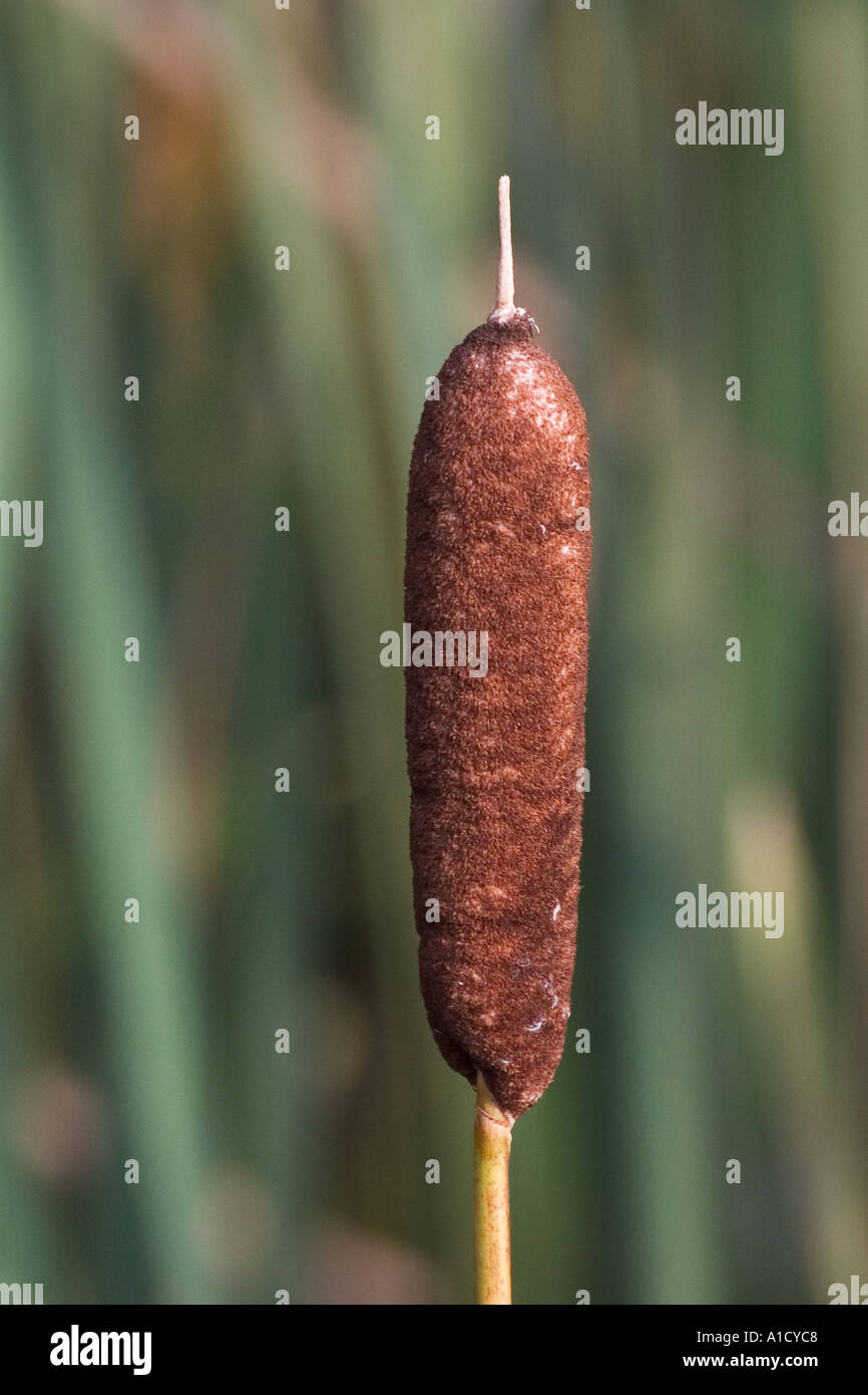 Reedmace hi-res stock photography and images - Alamy