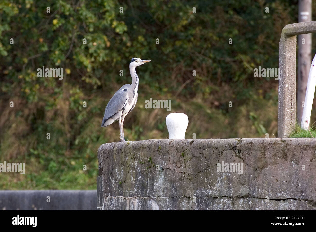 Heron standing near bollard at Vale Royal locks on the River Weaver ...