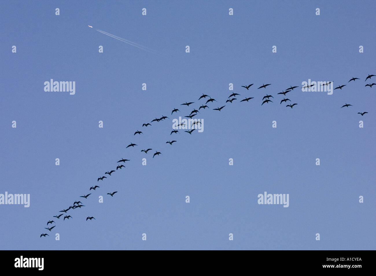 Chevron of Canada geese with jet contrail Stock Photo - Alamy