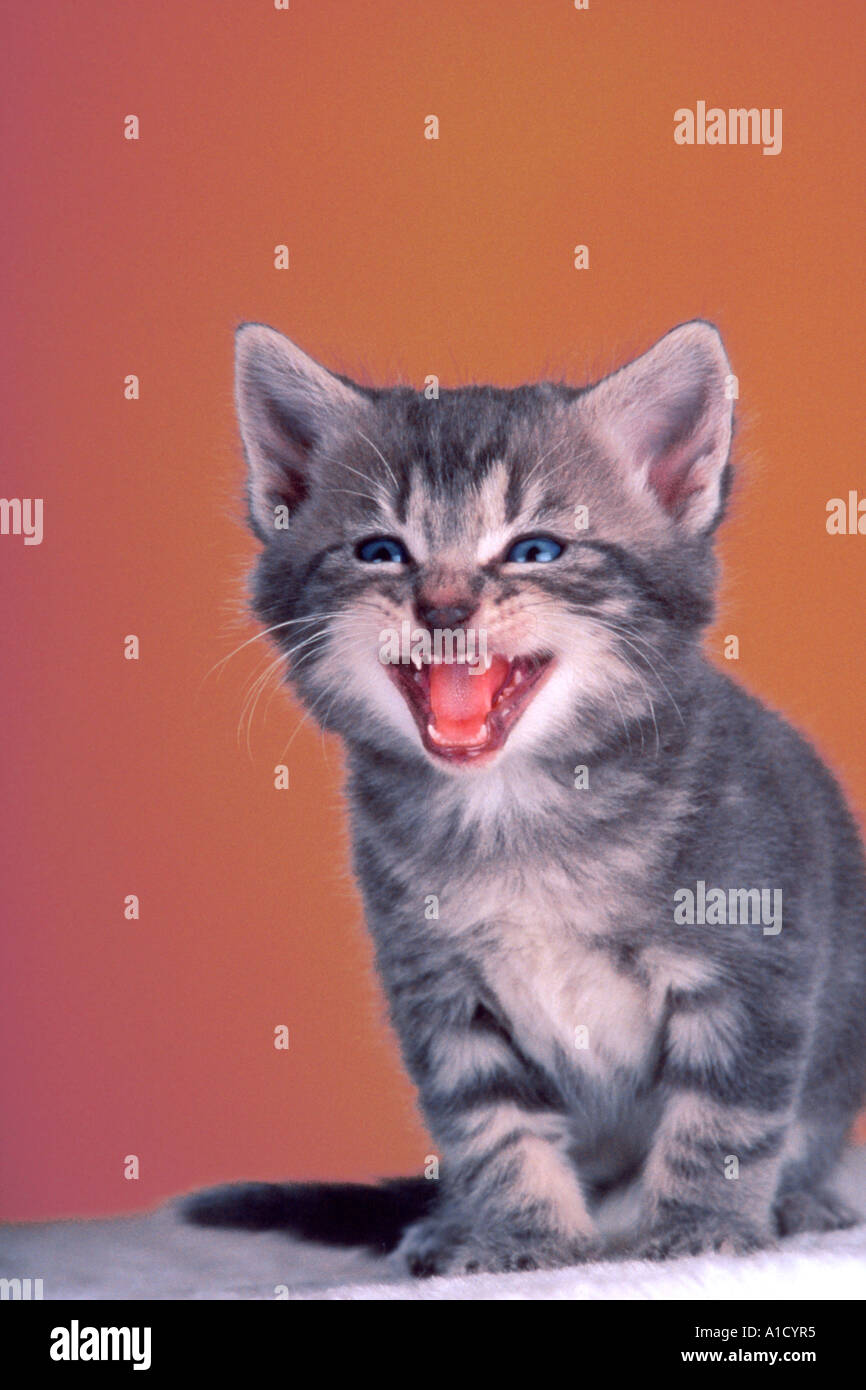 shorthaired Domestic Tabby kitten mewing meowing crying PR 103 Stock ...